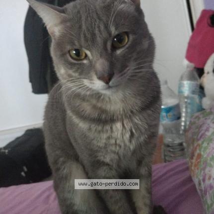 #804968 Gato gato perdido a SEVILLA - Gato Perdido España